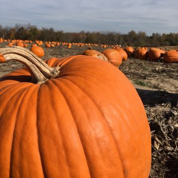 DIXIE ORCHARDS - Updated December 2025 - 53 Photos & 10 Reviews - 14309 ...