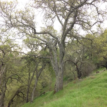 DIABLO FOOTHILLS REGIONAL PARK - Updated January 2026 - 244 Photos & 45 ...