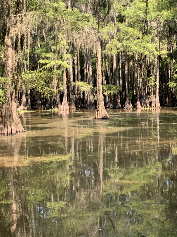 CAPTAIN RON’S SWAMP TOURS - 73 Photos & 32 Reviews - 756 Pine Island Rd ...