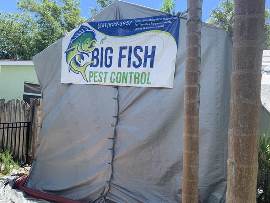 BIG FISH PEST CONTROL - Updated June 2025 - 52 Photos - Boynton Beach ...