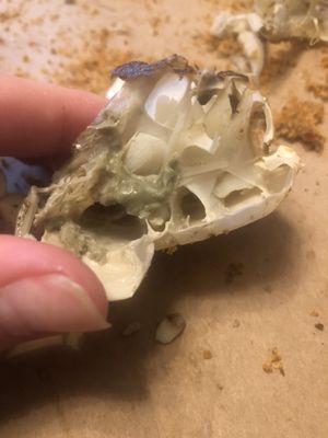 BLUE POINT CRAB HOUSE - Updated December 2025 - 35 Reviews - 594 Jermor ...