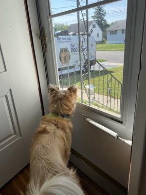 DOGFATHER GROOMING - Updated May 2024 - 11 Photos & 23 Reviews - Yelp