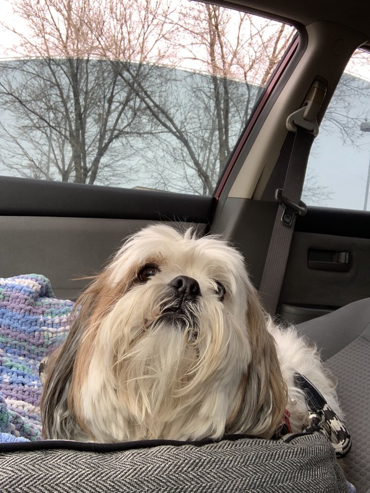 STRUTTIN PUP - Updated October 2025 - 26 Photos & 63 Reviews - 2850 ...