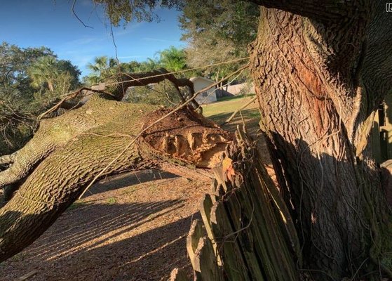 SPRING HILL TREE SPECIALISTS - Updated June 2026 - Spring Hill, Florida ...
