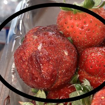 BECNEL BEN SOUTH LOUISIANA CITRUS & VEGETABLE FARM - Updated January ...