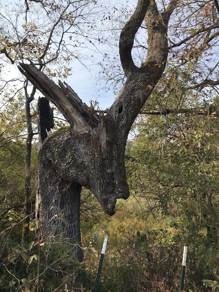 DONKEY TREE - Updated October 2024 - 1640 Valley Hill Rd, Springfield ...