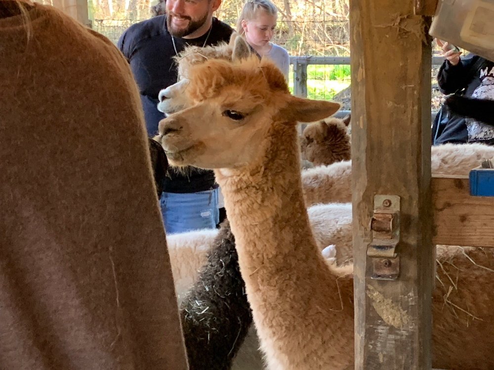 LASSO THE MOON ALPACA FARM - Updated December 2025 - 35 Photos & 10 ...