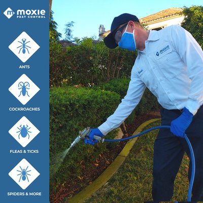 MOXIE PEST CONTROL - FT WORTH - Updated February 2025 - 77 Photos & 350 ...