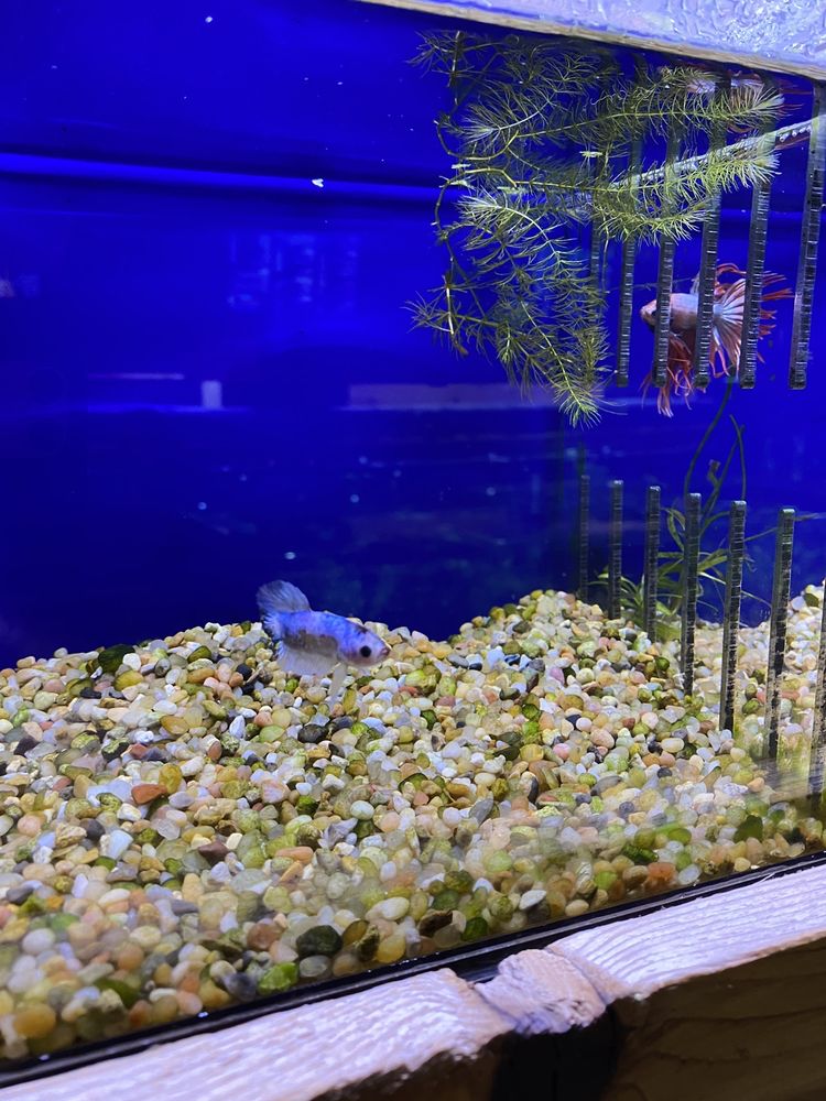 KONA REEF - 56 Photos & 88 Reviews - 3217 E Shea Blvd, Phoenix, Arizona ...