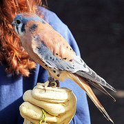 CALIFORNIA RAPTOR CENTER - 39 Photos & 17 Reviews - 1340 Equine Way ...