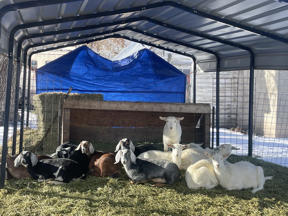 DRAKE FAMILY FARMS GOAT DAIRY - Updated July 2024 - 19 Photos - 1856 ...