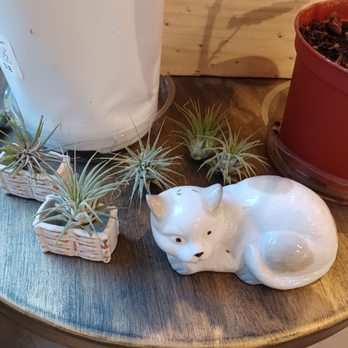 THE RADICAL CAT - Updated December 2025 - 52 Photos & 25 Reviews - 1500 ...