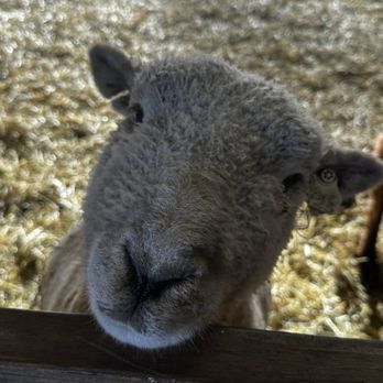 CHARMINGFARE FARM - Updated December 2025 - 40 Photos & 130 Reviews ...