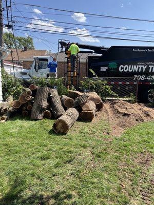 COUNTY TREE SERVICE - Updated October 2025 - 230 Photos & 394 Reviews ...