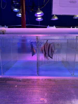 GERBER’S TROPICAL FISH - Updated August 2025 - 47 Photos & 44 Reviews ...