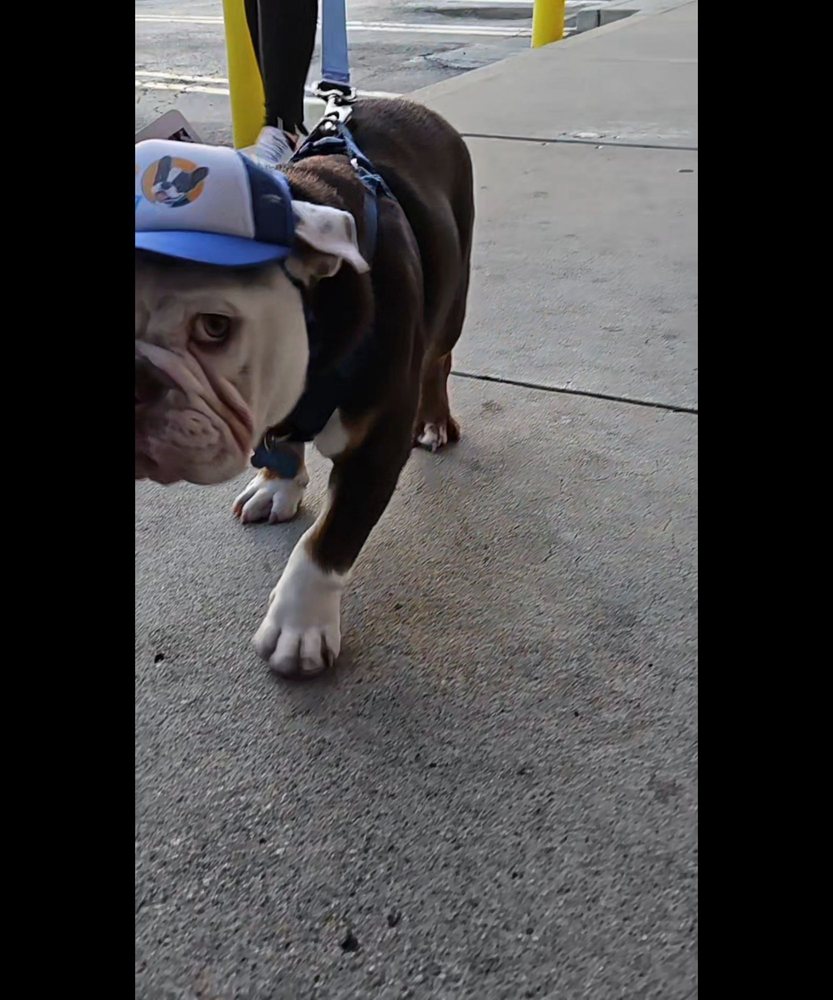 TOP DOG PET STORE & GROOMING MURRIETA - Updated January 2026 - 105 ...