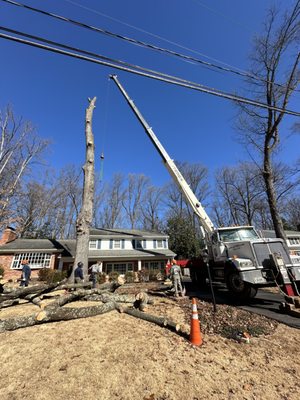 JL TREE SERVICE - Updated December 2024 - 118 Photos & 130 Reviews ...