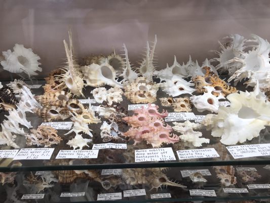THE SHELL SHOP - Updated December 2025 - 217 Photos & 141 Reviews - 590 ...