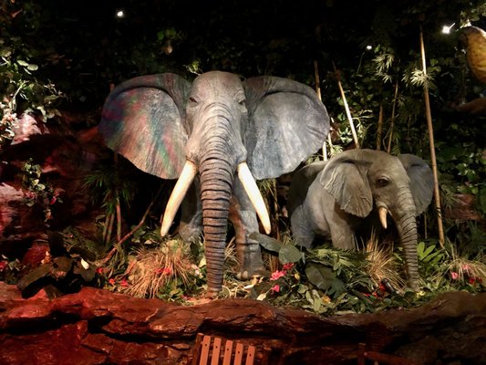 RAINFOREST CAFE - Updated August 2024 - 414 Photos & 395 Reviews - 300 ...