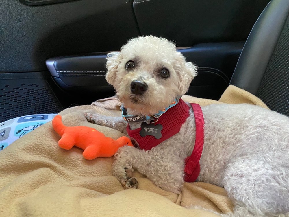 TINY PAWS SMALL DOG RESCUE - Updated July 2025 - 17 Reviews - Union ...