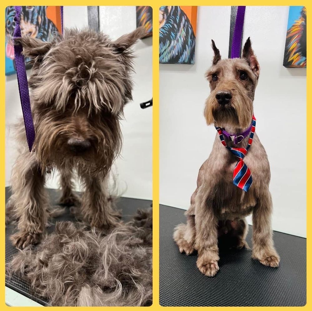 FURRY FRIENDS MOBILE PET SPA - Updated January 2026 - Conyers, Georgia ...