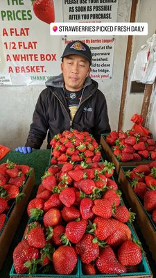 STRAWBERRIES PICKED FRESH DAILY - Updated July 2025 - 23 Photos & 23 ...