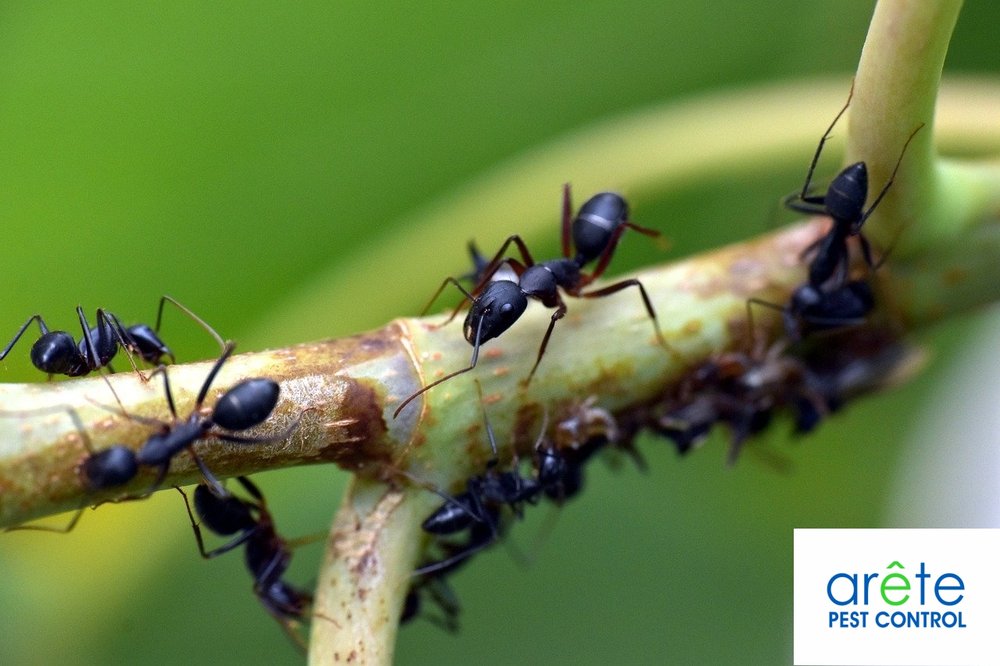 ARETE PEST CONTROL - Updated April 2025 - Request a Quote - 16 Photos ...