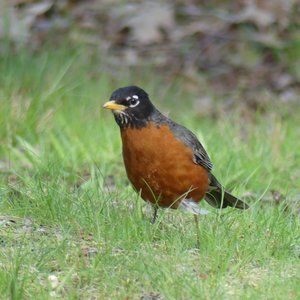 BUCKMASTER POND - Updated June 2025 - 12 Photos - 350 Pond St, Westwood ...