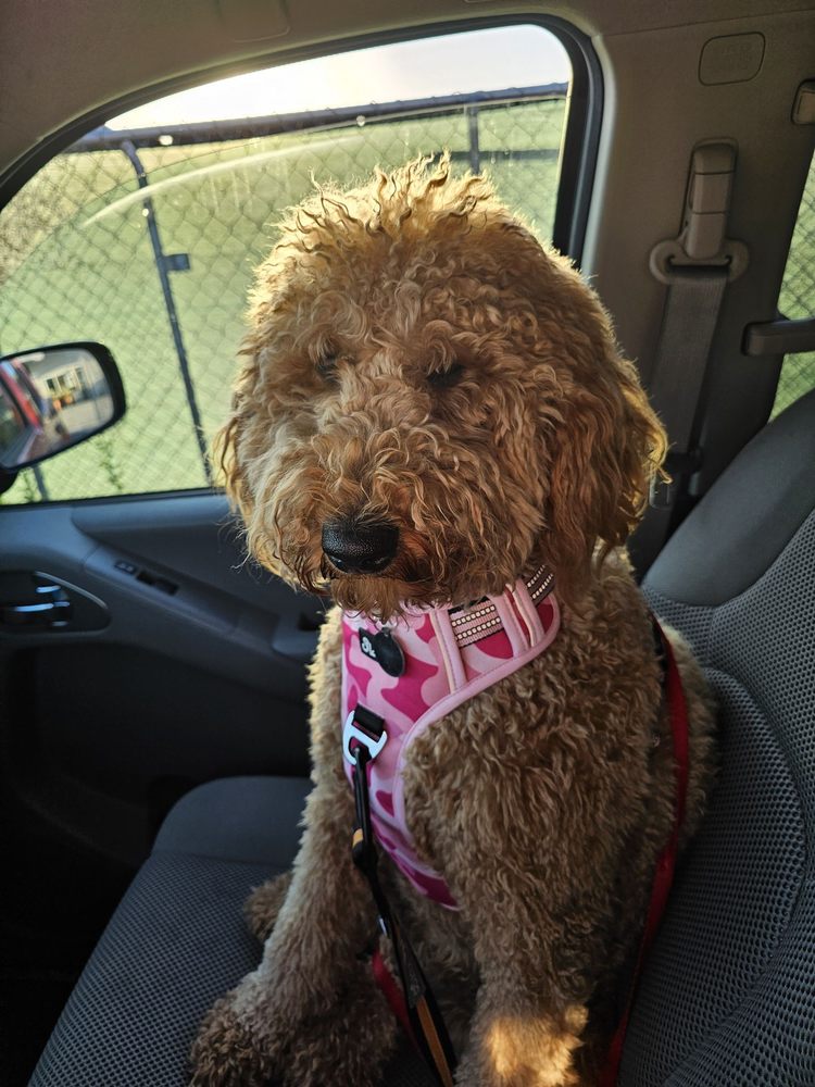 THE MUTT HUT PET GROOMING - Updated October 2025 - 35 Photos & 78 ...