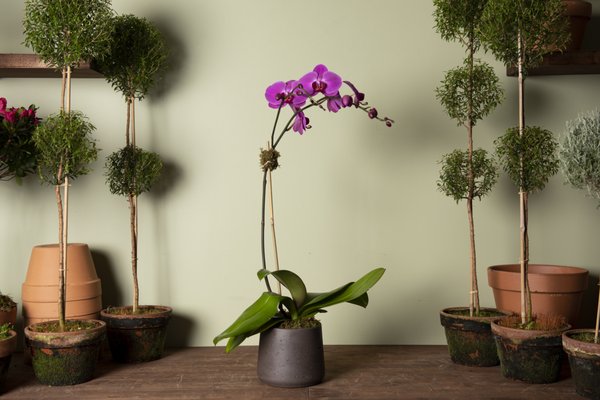 EROS FLOWERS NYC - Updated March 2026 - 11 Photos - 1038 Lexington Ave ...