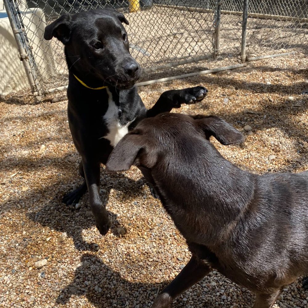 SHADY ACRES PET RANCH - Updated April 2025 - 93 Photos & 155 Reviews ...