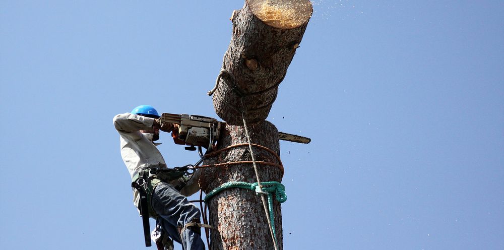 MILES TREE AND STUMP - 13 Photos - Royersford, Pennsylvania - Tree ...