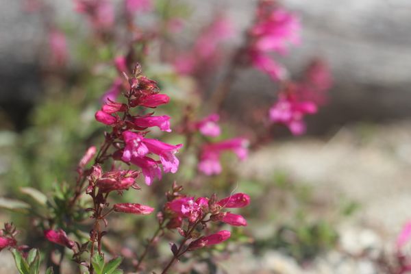 Bassi Falls - 174 Photos & 32 Reviews - Hiking - El Dorado National ...