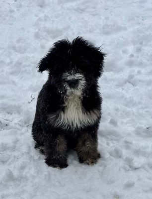 ALL TAILS R WAGGIN - Updated December 2025 - 148 Photos & 82 Reviews ...