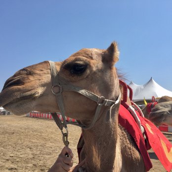 INTERNATIONAL CAMEL & OSTRICH RACES - Updated January 2026 - 31 Photos ...