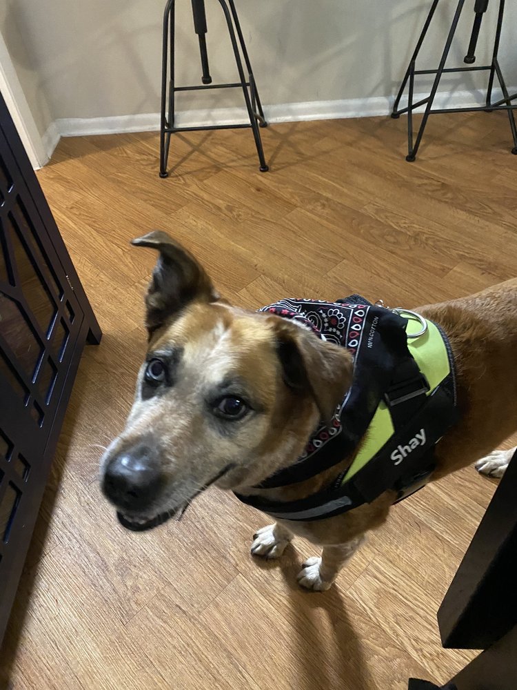 A ANIMAL INN-NEW PORT RICHEY - Updated July 2025 - 14 Photos - 8247 ...