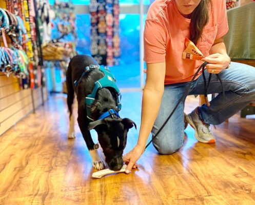 TOP DOGS PET BOUTIQUE - Updated January 2025 - 15 Photos - 6175 Hickory ...