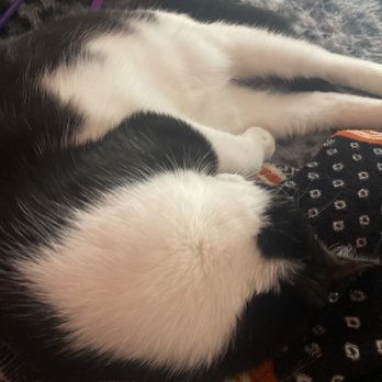 PAWS ATLANTA - Updated December 2025 - 84 Photos & 58 Reviews - 5287 ...