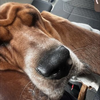 FOUR PAWS ONLY - Updated October 2025 - 47 Photos & 48 Reviews - 2215 E ...