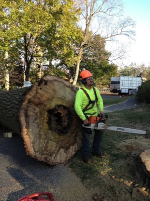 STROBERT TREE SERVICES - Updated October 2025 - 28 Photos & 48 Reviews ...