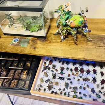 THE INSECT ASYLUM - Updated October 2025 - 65 Photos & 15 Reviews ...