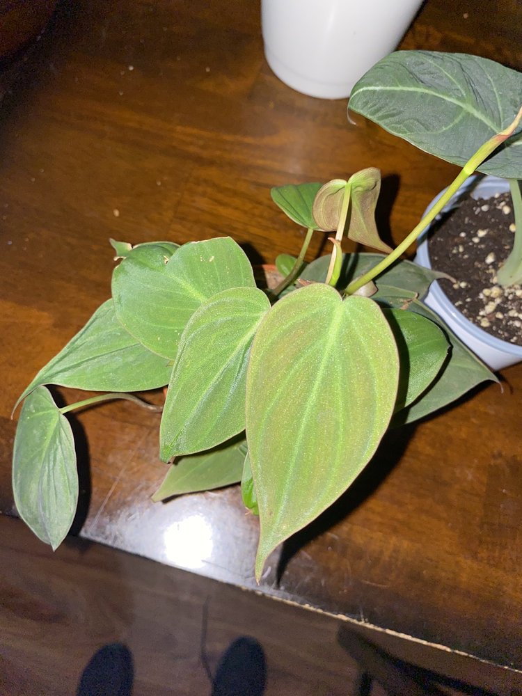 MELROSE SUCCULENTS - Updated September 2025 - 15 Photos & 14 Reviews ...