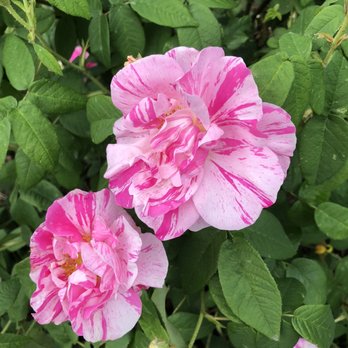 PARDEE ROSE GARDEN - Updated December 2025 - 29 Photos - 180 Park Rd ...