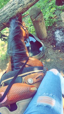 WILD ROSE EQUINE CENTER - 45 Photos & 20 Reviews - 17105 Old Pike Rd ...