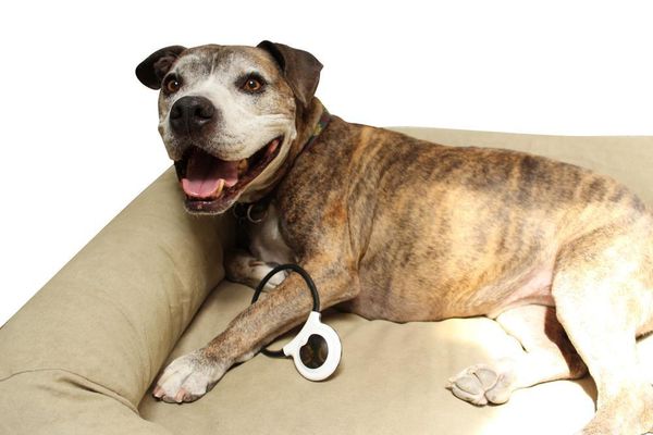 THE ANIMAL HOSPITAL OF GURNEE - Updated May 2026 - 43 Photos & 29 ...