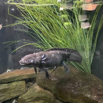 DALLAS ZOO - 1713 Photos & 467 Reviews - 650 S R L Thornton Frwy ...