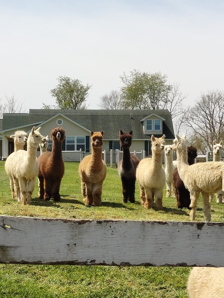 WHISPERING MEADOWS ALPACA BREEDERS - Updated August 2025 - 13959 ...