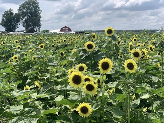 THIES FARM AND GREENHOUSES - Updated July 2025 - 75 Photos & 27 Reviews ...