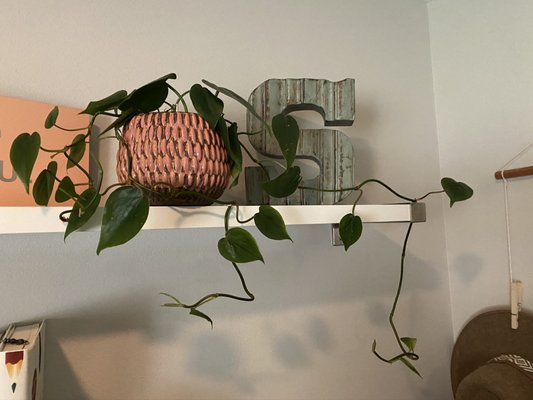 KENT EAST HILL NURSERY - Updated June 2024 - 181 Photos & 108 Reviews ...