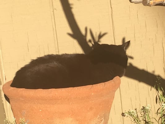 ARIZONA SUNBURST INN - Updated January 2026 - 15 Photos & 13 Reviews ...